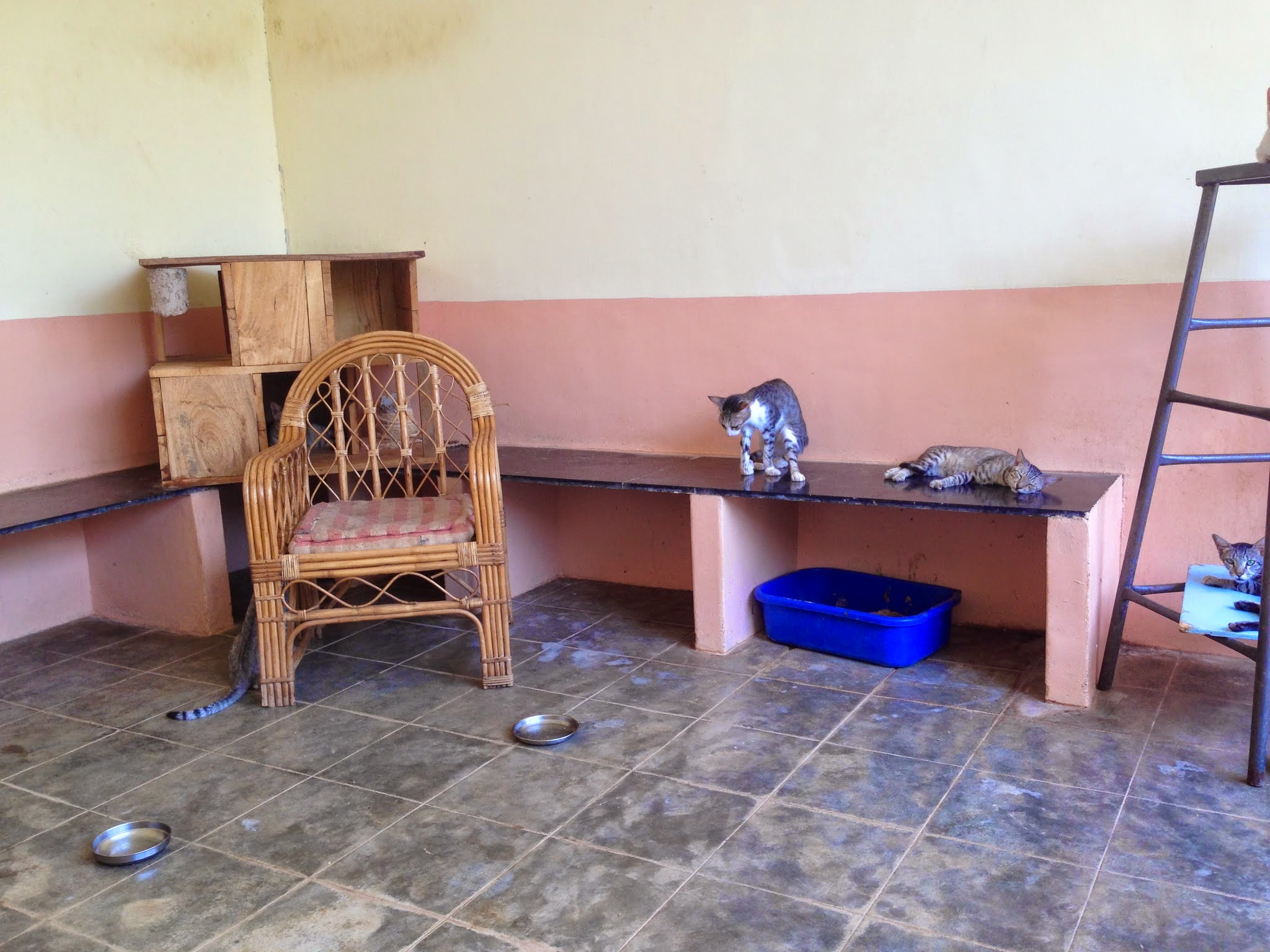 The Cat s Playroom Karuna Society For Animals And Nature the-cat-s-playroom-karuna-society-for-animals-and-nature