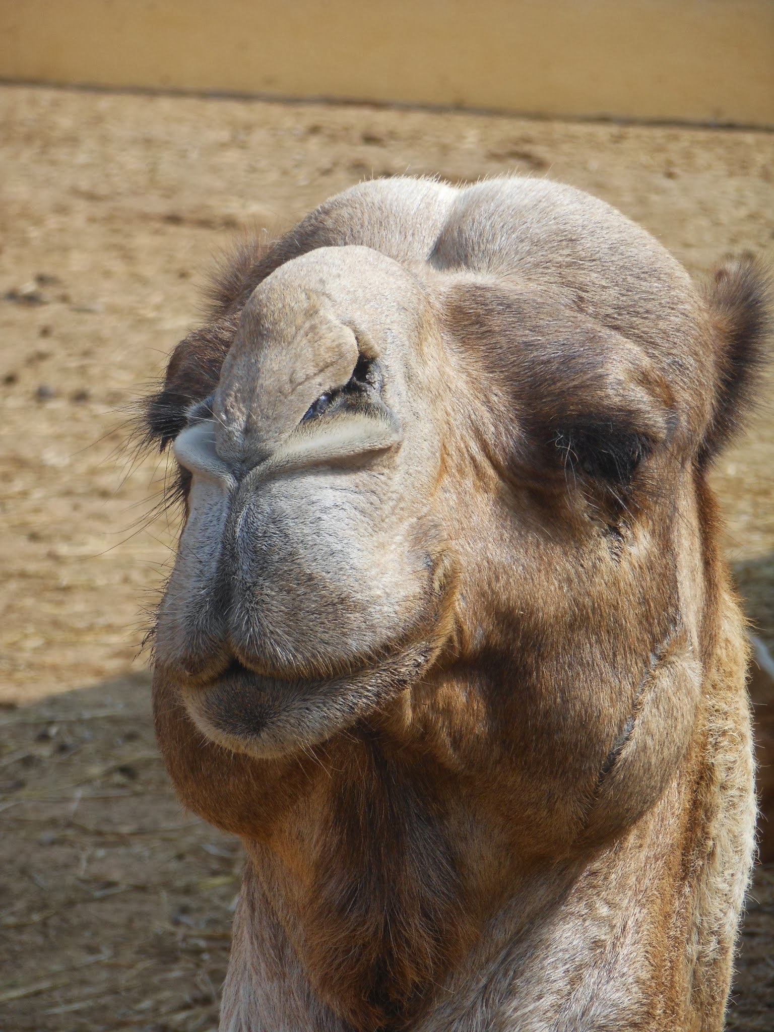 Camel Valentine